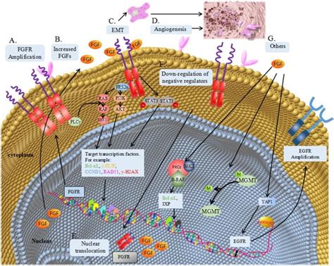 Fgffgfr Signaling Pathway Involved Resistance In Various Cancer Types