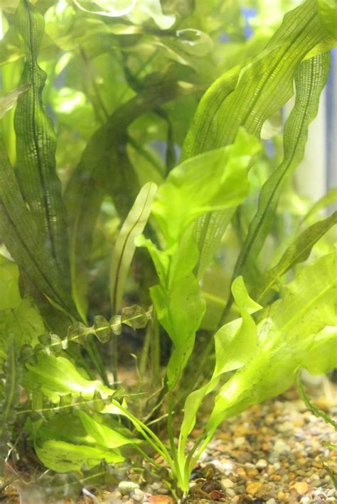 Aponogeton Ulvaceus Marine Warehouse Aquarium