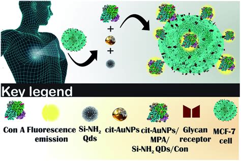 Attachment Of Con A Functionalized Cit Aunps Mpa Si Nh2 Qds Nps To