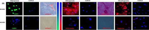 Anti Osteocalcin Antibody Mab1419 Randd Systems