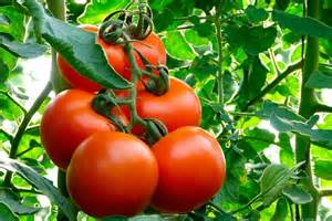Tomatoes Found To Be Even More Beneficial For Heart Health Zaminuz