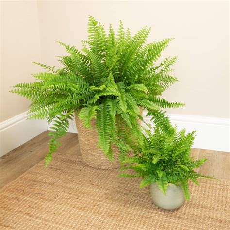 Indoor House Plant Ferns Buy Best 3 Ferns For Indoor Plant Decor