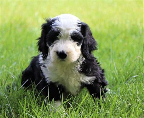 Sheepadoodle Puppies And Mini Sheepadoodle Puppies Friendly And Affectionate — Crockett Doodles