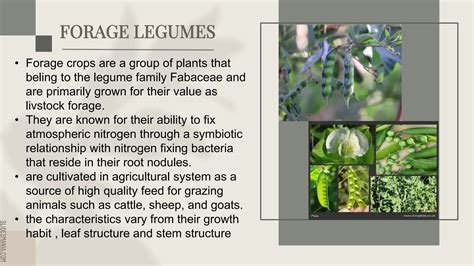 16 Forage Crop Original 1pptx Pptx