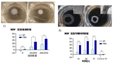 通过生物打印液滴和环形结构体开发胶原蛋白收缩试验的过程与结果 生物器材网