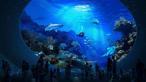 Seattle Aquariums Ocean Pavilion Showcasing Largest Reef Ecosystem