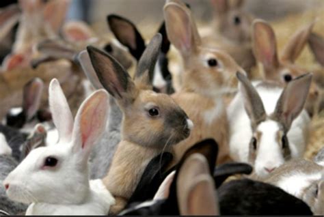 The Math Of Sex And Hunger A Short History Of Population Dynamics