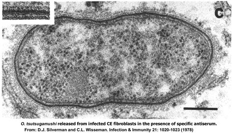 Scrub Typhus And Orientia Geography And Genotype Of A Vector Borne