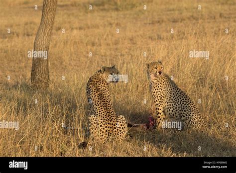 Serengeti National Park Cheetahs Acinonyx Jubatus In Savanna