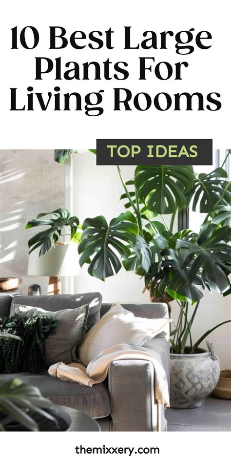 18 Best Large Plants For Living Rooms Indoor Plants Decor Living Room