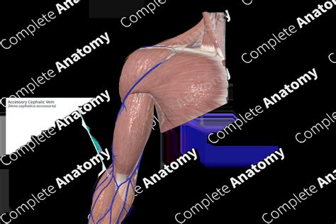Accessory Cephalic Vein Complete Anatomy