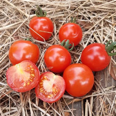 Rubylicious Tomato A Juicy Treat For Your Taste Buds