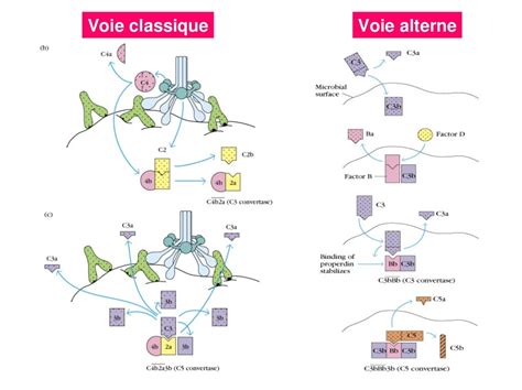 Complément Cours 3 Pdf1779176883
