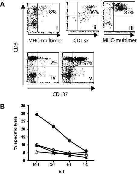 Activation Induced Expression Of Cd137 Permits Detection Isolation