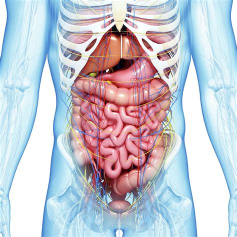 Anatomy Of Abdominal Anatomy Of The Anterior Abdominal Wall And