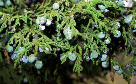 Moonglow Juniper Tree Care Plantly