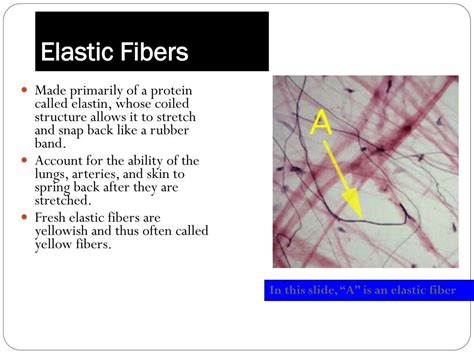 Global Dermatology Elastic Fibers Structure Instagram