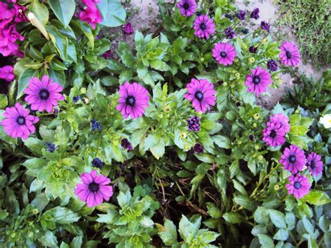 Margarete Africane Floralia