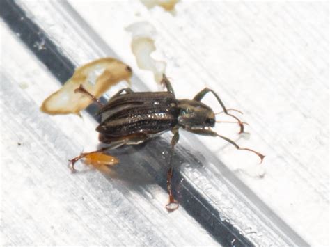 Stenelmis In June 2023 By Timothy Reichard · Inaturalist