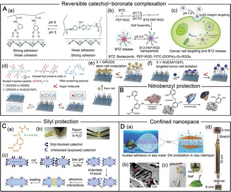 Protection And Deprotection Of Catechol A Dynamic Catechol Boronate Download Scientific