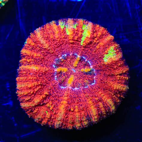 Rainbow Button Scoly Coral Top Shelf Aquatics