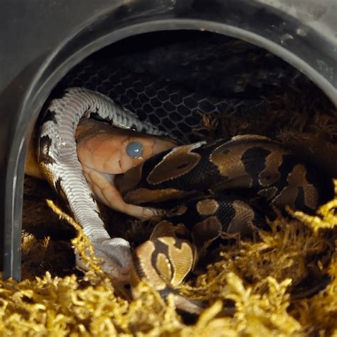 Only Red Headed Krait In The Us Eating A F T Ball Python R Sneks