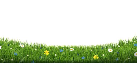 Premium Vector Green Grass Border With Flowers Isolated