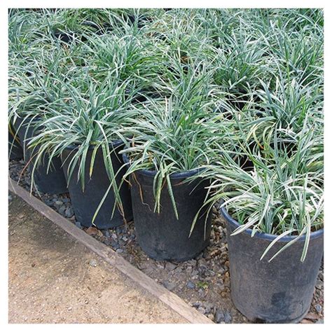 Liriope Spicata Silver Dragon