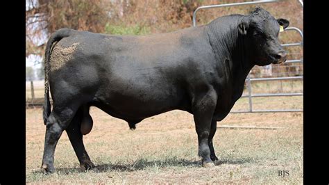 Lot 1 Jarobee Youtube