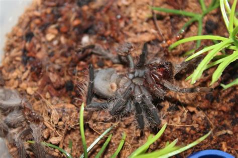 Lasidora Difficilis 2 Arachnoboards