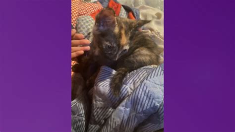 Kitten Stolen In Burglary In Dc Dc News Now