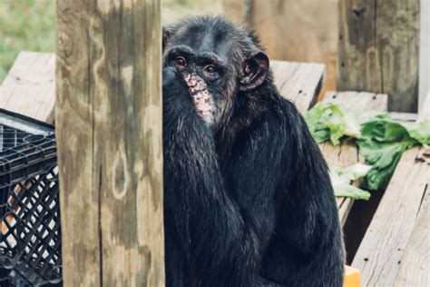 Chimp Haven Conservation Efforts Ways To Help