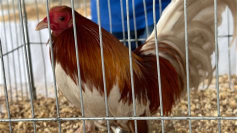 Expo San Luis Potosi Gallitos Aztecas Y Calzonazo Youtube