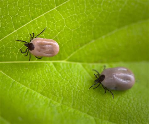 Best Way To Kill Ticks In Your Yard 5 Expert Methods Homes And Gardens