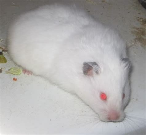Syrian Hamster Self Color Mutations Welcome To Hamsterdb