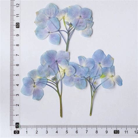 50 Pcs Real Pressed Dried Hydrangea Flower Wedding And Floral Supplies