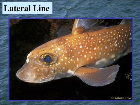 Ppt Phylum Chordata Powerpoint Presentation Free Download Id144891