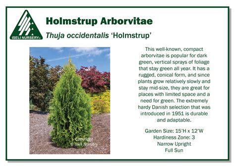 Holmstrup Arborvitae Hedge