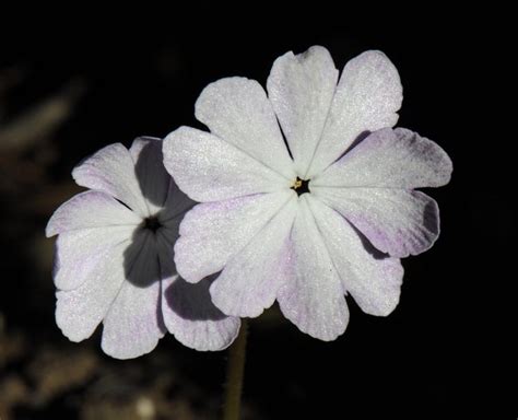 Primula Sieboldii North American Rock Garden Society