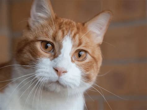 Worms In Cats How To Detect Treat And Prevent Vet Approved