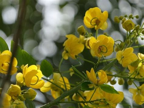 Senna Spectabilis Whitebark Senna Golden Wonder Tree 10 Seeds