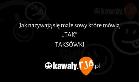 Jak Nazywają Się Małe Sowy Które Mówią Tak TaksÓwki