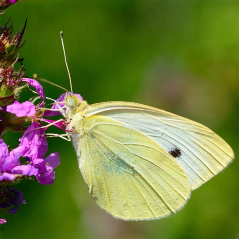 White Cabbage Moth Cabbage Butterfly