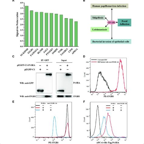 Itgb1 Located On Hsf Cell Surface Is A Receptor For Pvsra A Download Scientific Diagram