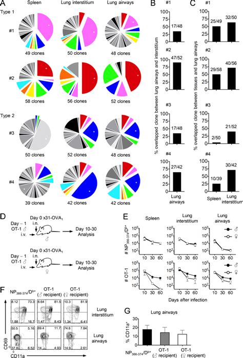 Cd8⁺ Trm Cells In The Lung Interstitium Are A Source Of Memory Trm Download Scientific Diagram