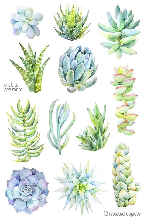 Succulents Watercolor Set Watercolor Succulents Flower Drawing
