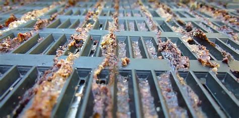 10 Frame Propolis Trap Mat The Bee Store