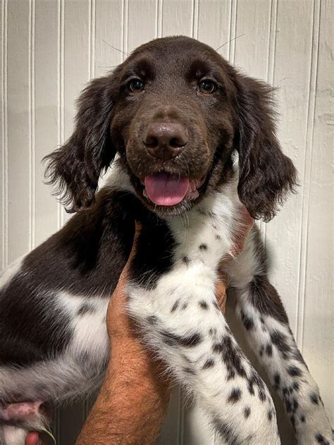 Small Munsterlander Puppies