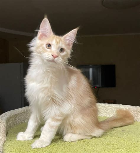 Pluto Purebred Kittens Find And Buy Purebred Kitten In Us