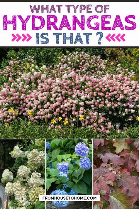 Types Of Hydrangeas And How To Identify Them Types Of Hydrangeas